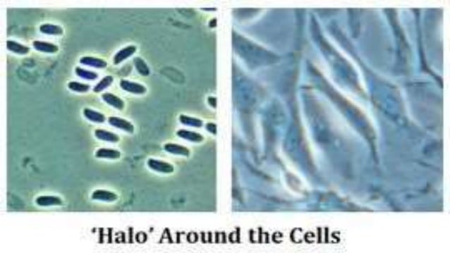 Differential Interference Contrast Microscope.pptx