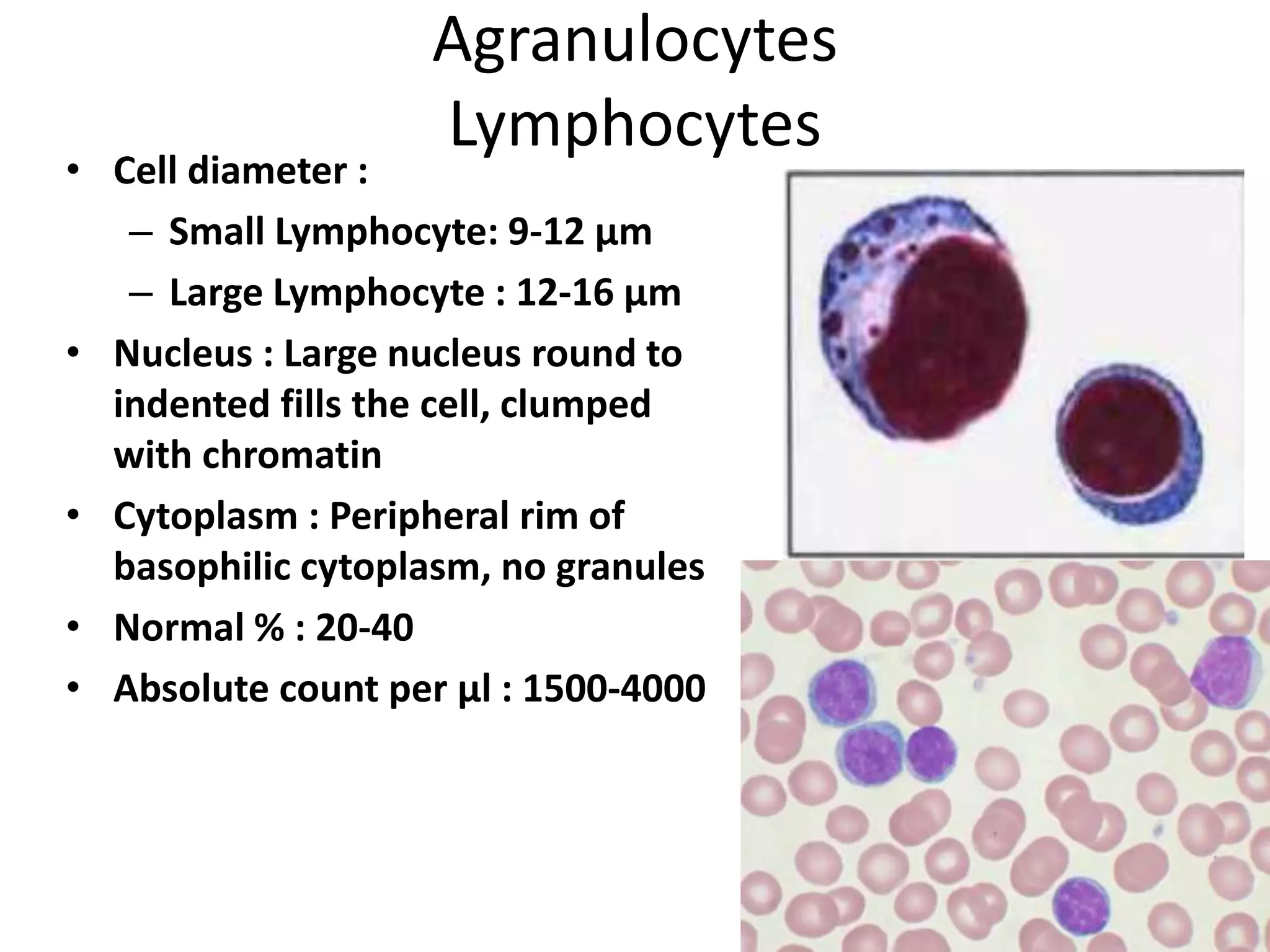 Differential leukocyte count | PPTX