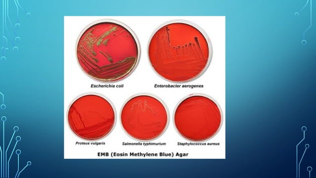 Differential media microbiology ppt.pptx