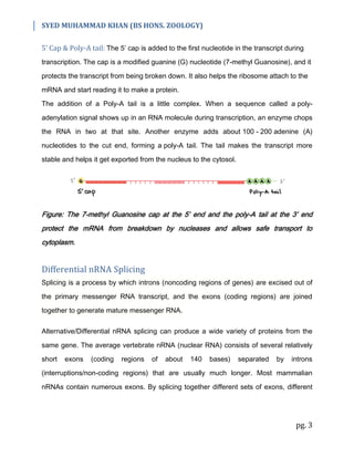Differential RNA Processing & Animal Development | PDF