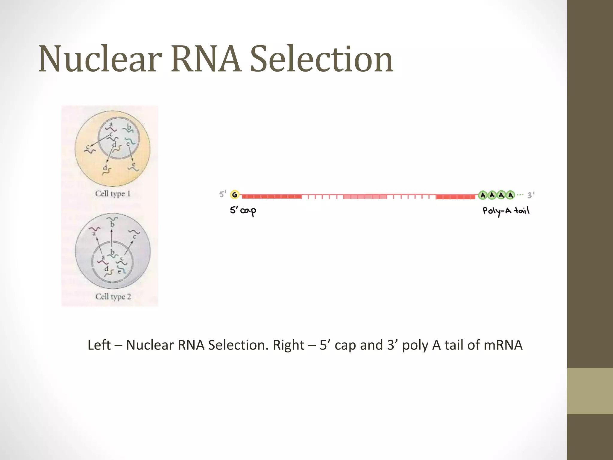 Differential RNA Processing & Animal Development | PDF