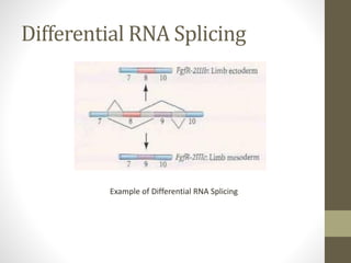 Differential RNA Processing & Animal Development | PDF