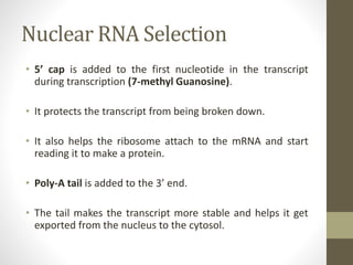 Differential RNA Processing & Animal Development | PDF
