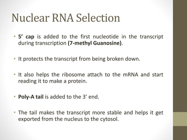Differential RNA Processing & Animal Development | PPT