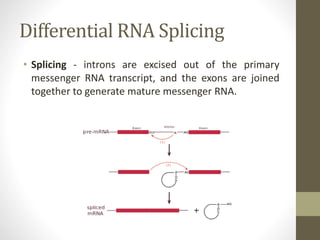 Differential RNA Processing & Animal Development | PDF
