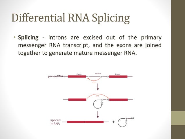 Differential RNA Processing & Animal Development | PPT