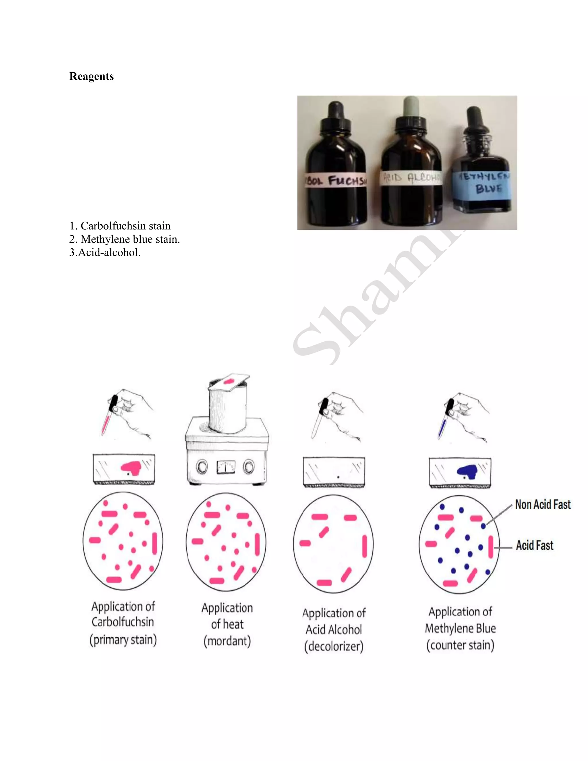 Differential staining | PDF