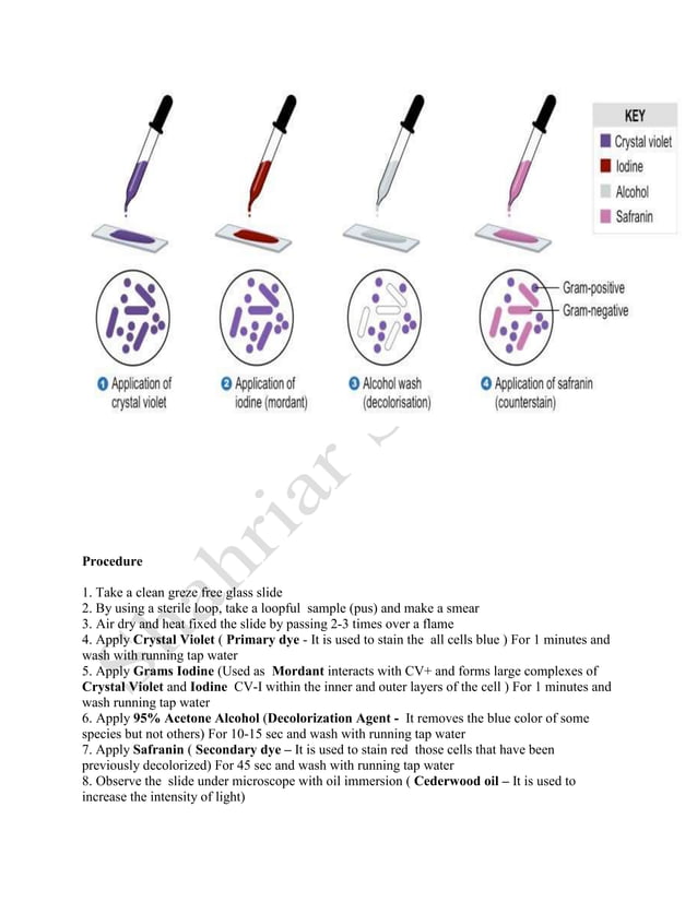 Differential staining | PDF