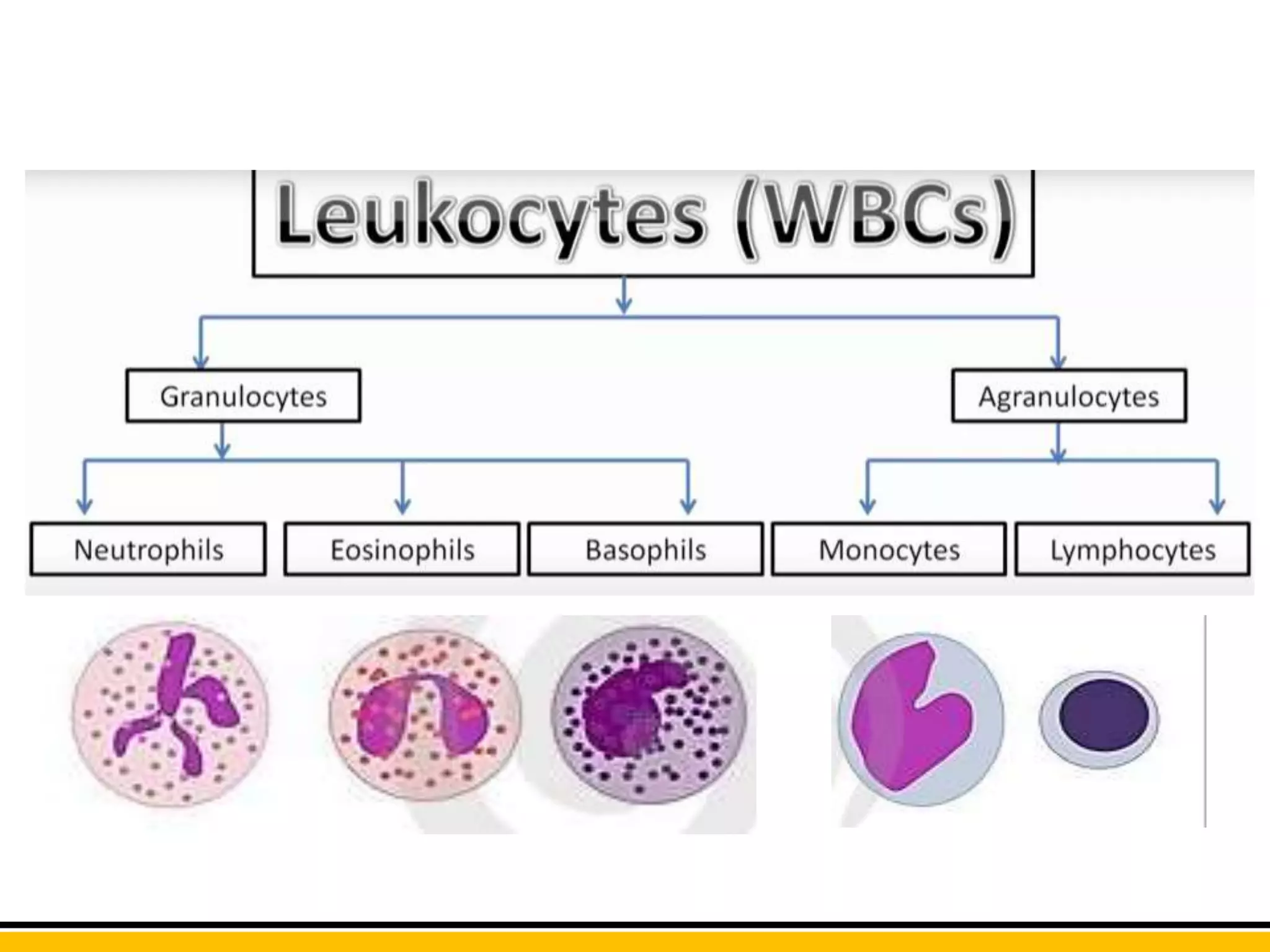 Differential WBC Count | PPTX