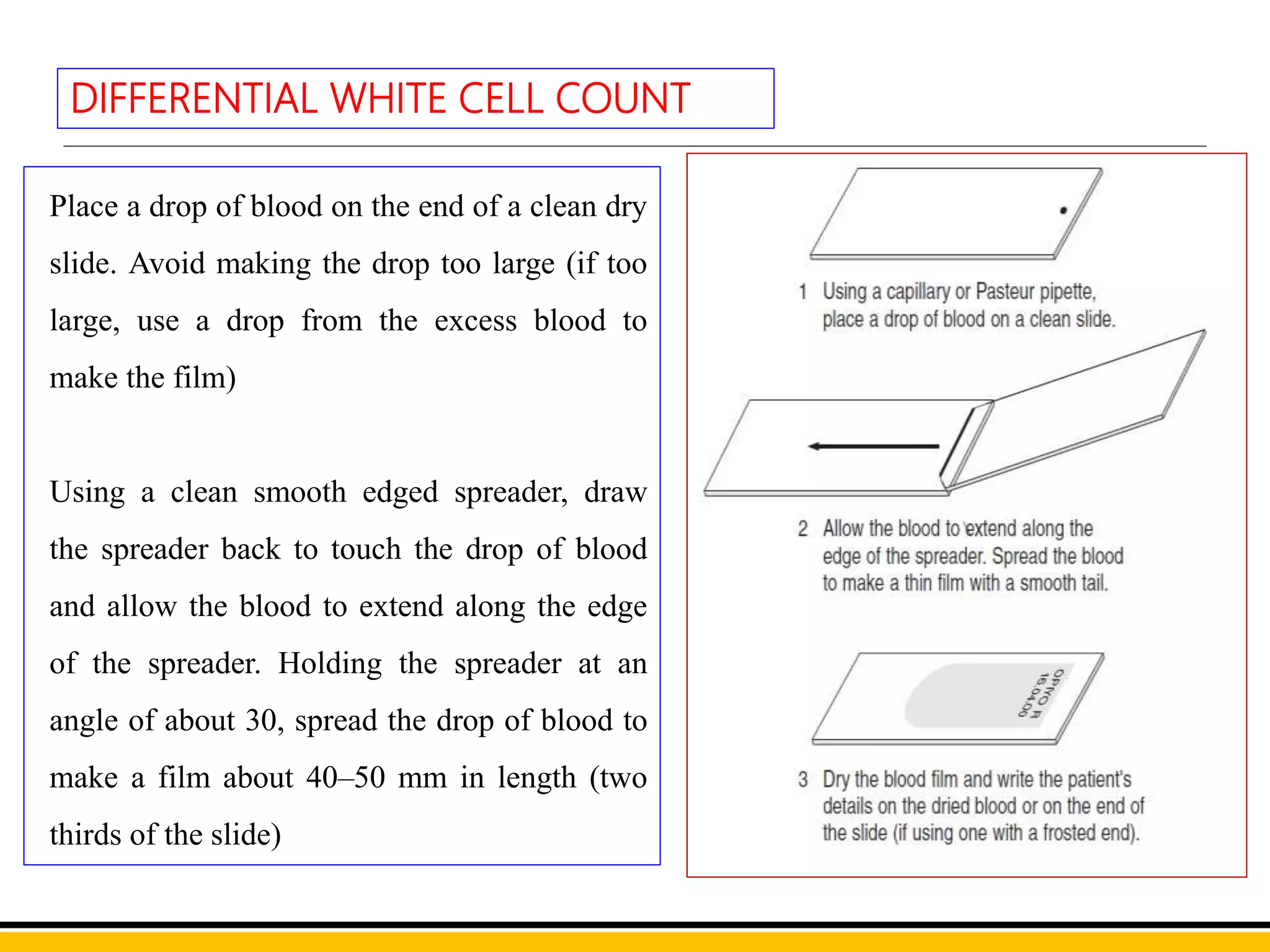 Differential WBC Count | PPTX