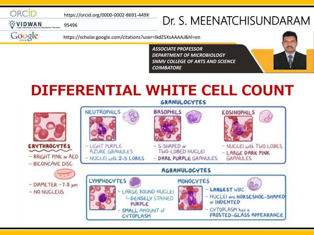 Differential WBC Count | PPTX | Blood Disorders | Diseases and Conditions