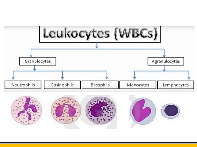Differential WBC Count | PPTX | Blood Disorders | Diseases and Conditions
