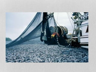 Differentiated Structures Oct 16 | PPTX