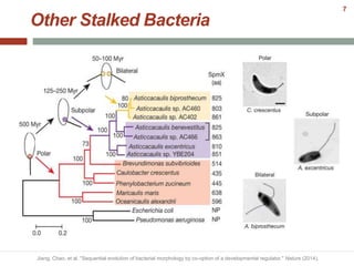 Bacterial Cell Differentiation | PPTX