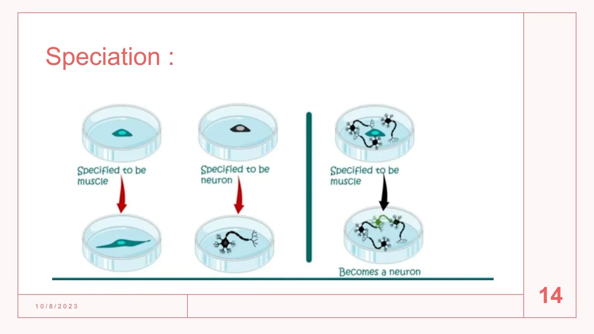 Differentiation Pptx Biological Sciences Science