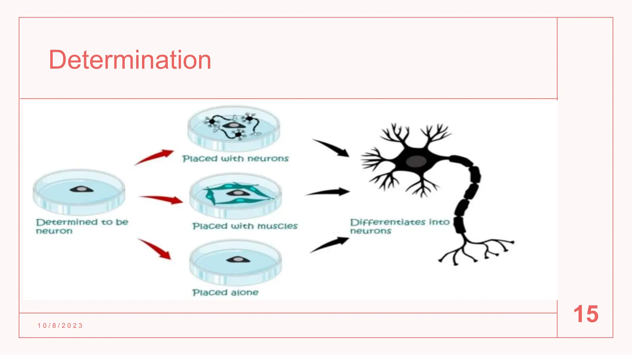 Differentiation Pptx Biological Sciences Science