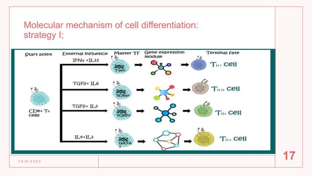 differentiation .pptx | Biological Sciences | Science