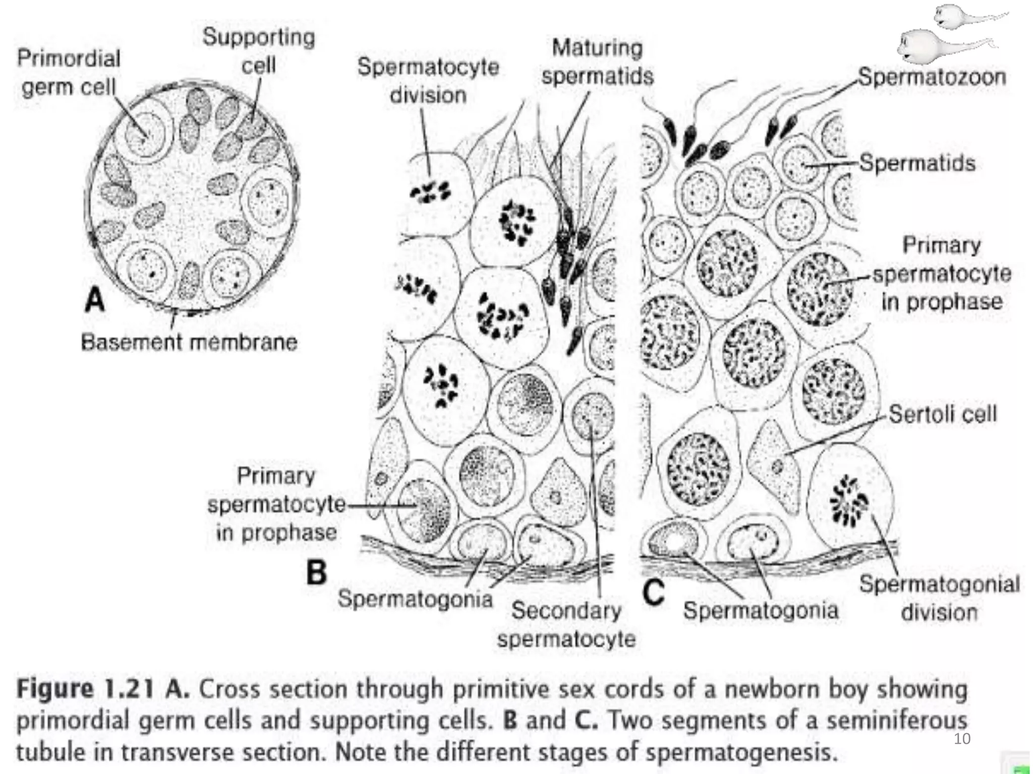 Differentiation and maturation of spermatogenic stem cell | PPTX