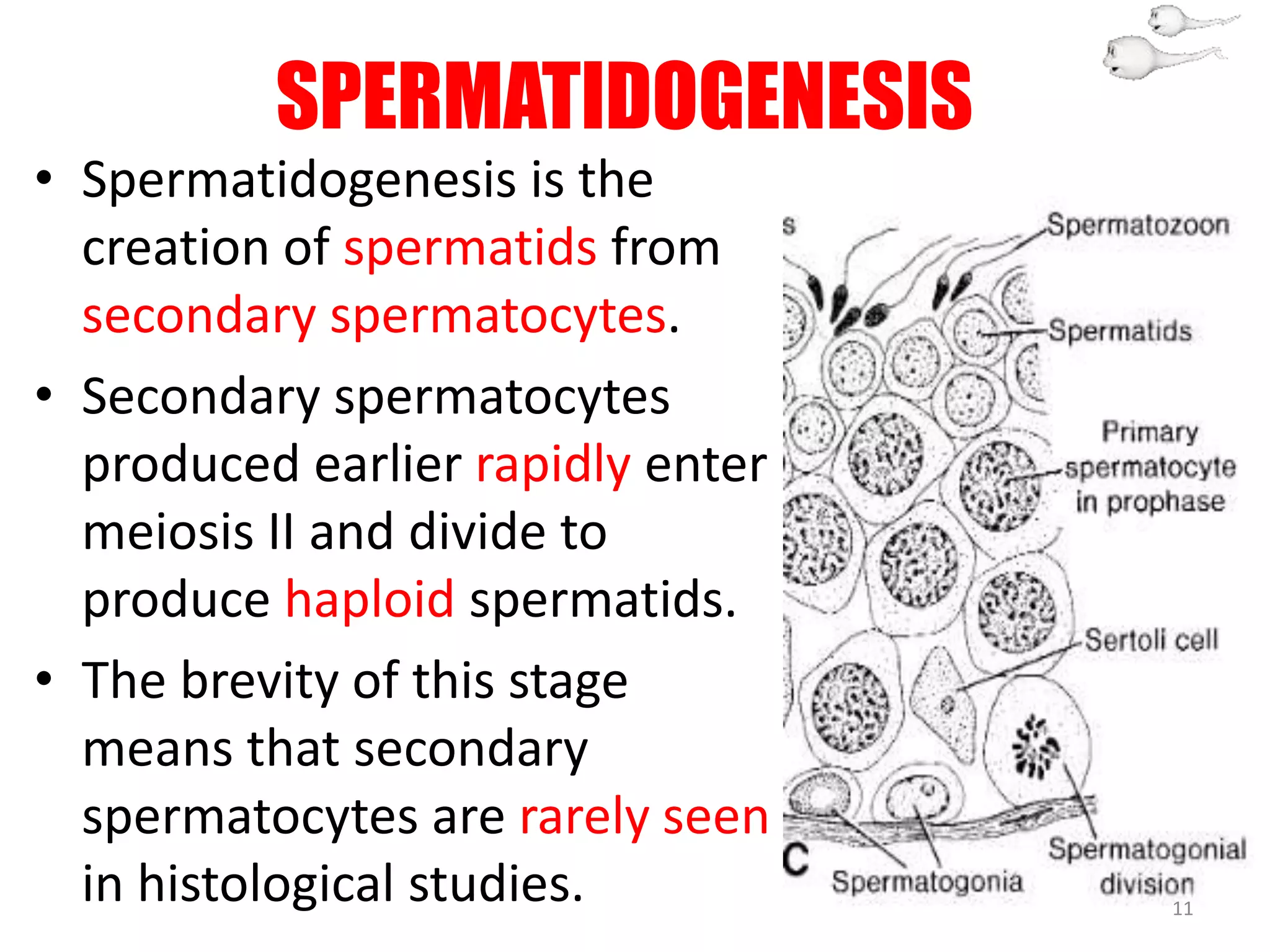 Differentiation and maturation of spermatogenic stem cell | PPTX
