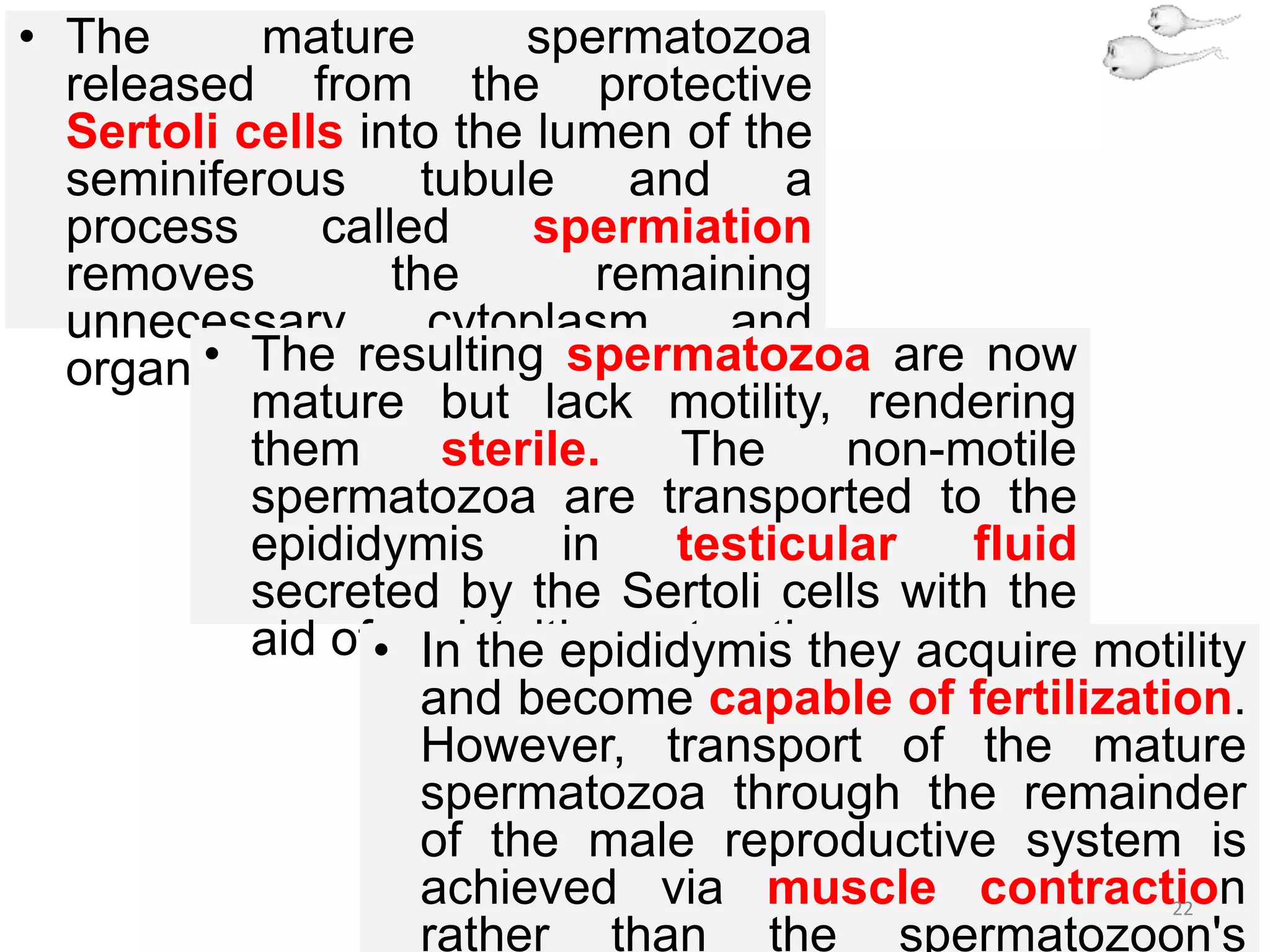 Differentiation and maturation of spermatogenic stem cell | PPTX
