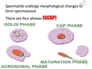 Differentiation and maturation of spermatogenic stem cell | PPTX