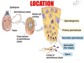 Differentiation and maturation of spermatogenic stem cell | PPTX
