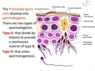 Differentiation and maturation of spermatogenic stem cell | PPTX