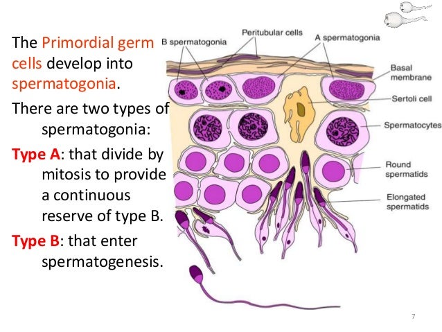 Spermatogenesis
