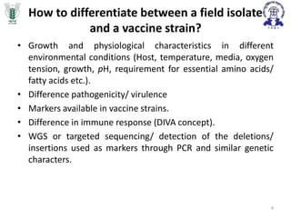Differentiation of field isolates (wild) from vaccine strains (Marker ...