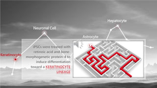 Differentiation of ipsc | PDF
