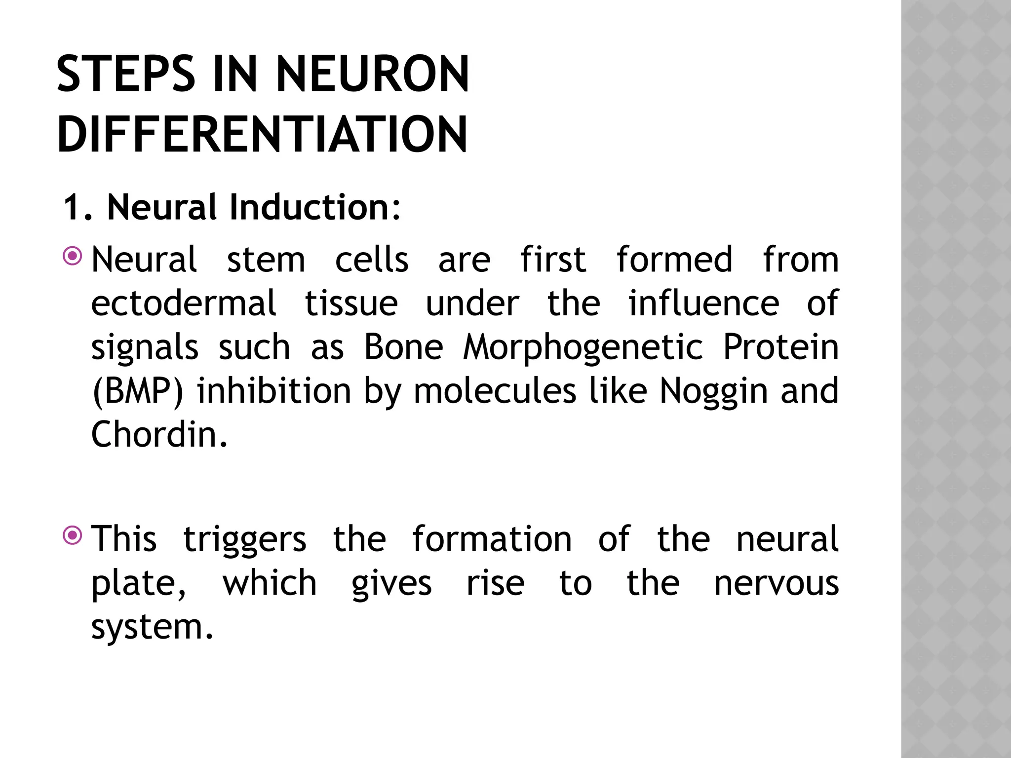 Differentiation of Neurons - Dr.M.Jothimuniyandi | PPTX