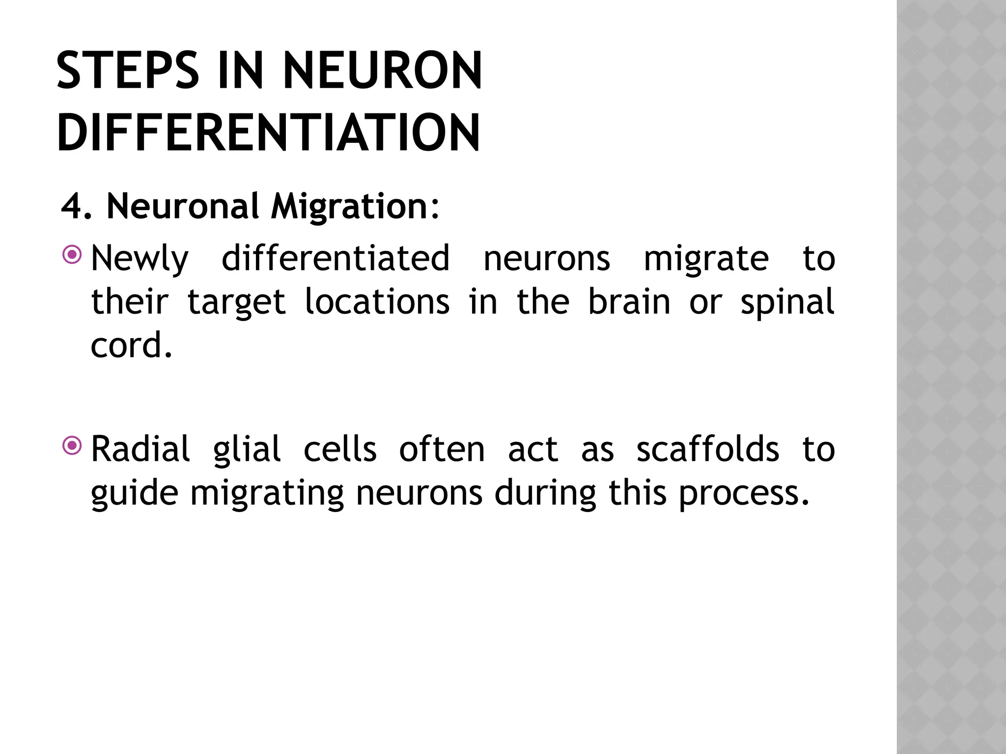 Differentiation of Neurons - Dr.M.Jothimuniyandi | PPTX