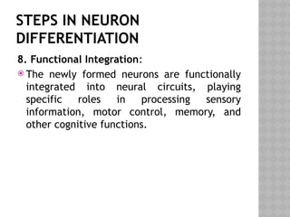Differentiation of Neurons - Dr.M.Jothimuniyandi | PPTX