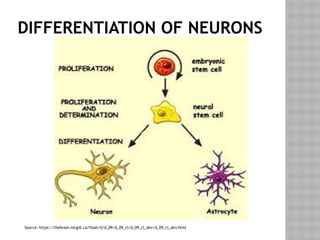Differentiation of Neurons - Dr.M.Jothimuniyandi | PPTX | Brain and ...