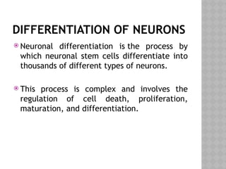 Differentiation of Neurons - Dr.M.Jothimuniyandi | PPTX | Brain and ...