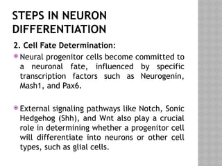 Differentiation of Neurons - Dr.M.Jothimuniyandi | PPTX