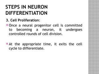 Differentiation of Neurons - Dr.M.Jothimuniyandi | PPTX | Brain and ...