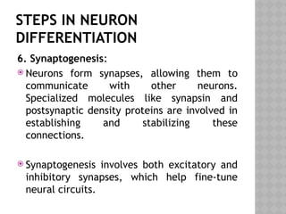 Differentiation of Neurons - Dr.M.Jothimuniyandi | PPTX