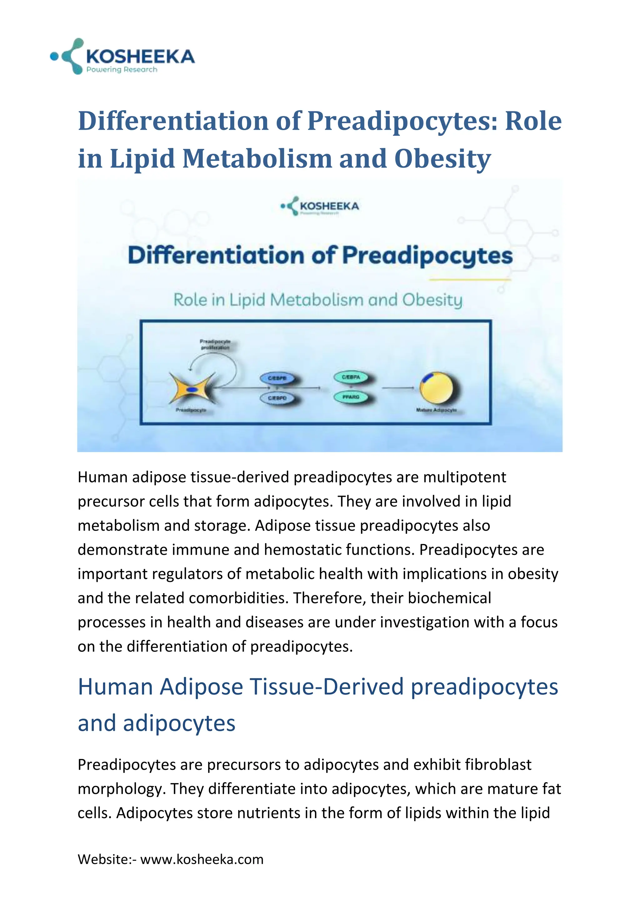 Differentiation of Preadipocytes: Role in Lipid Metabolism and Obesity ...