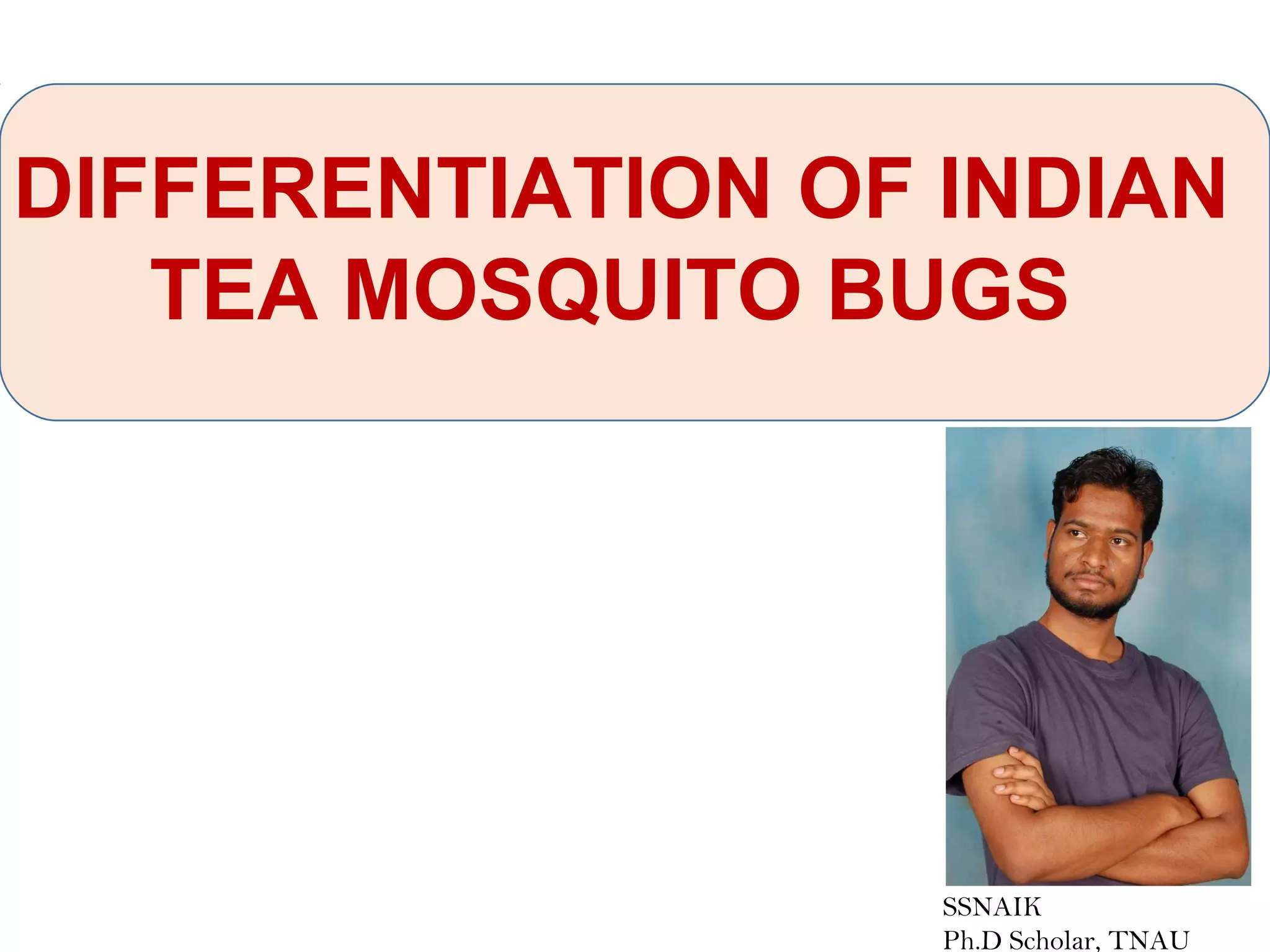 DIFFERENTIATION OF TEA MOSQUITO BUGS SSNAIK TNAU | PPT