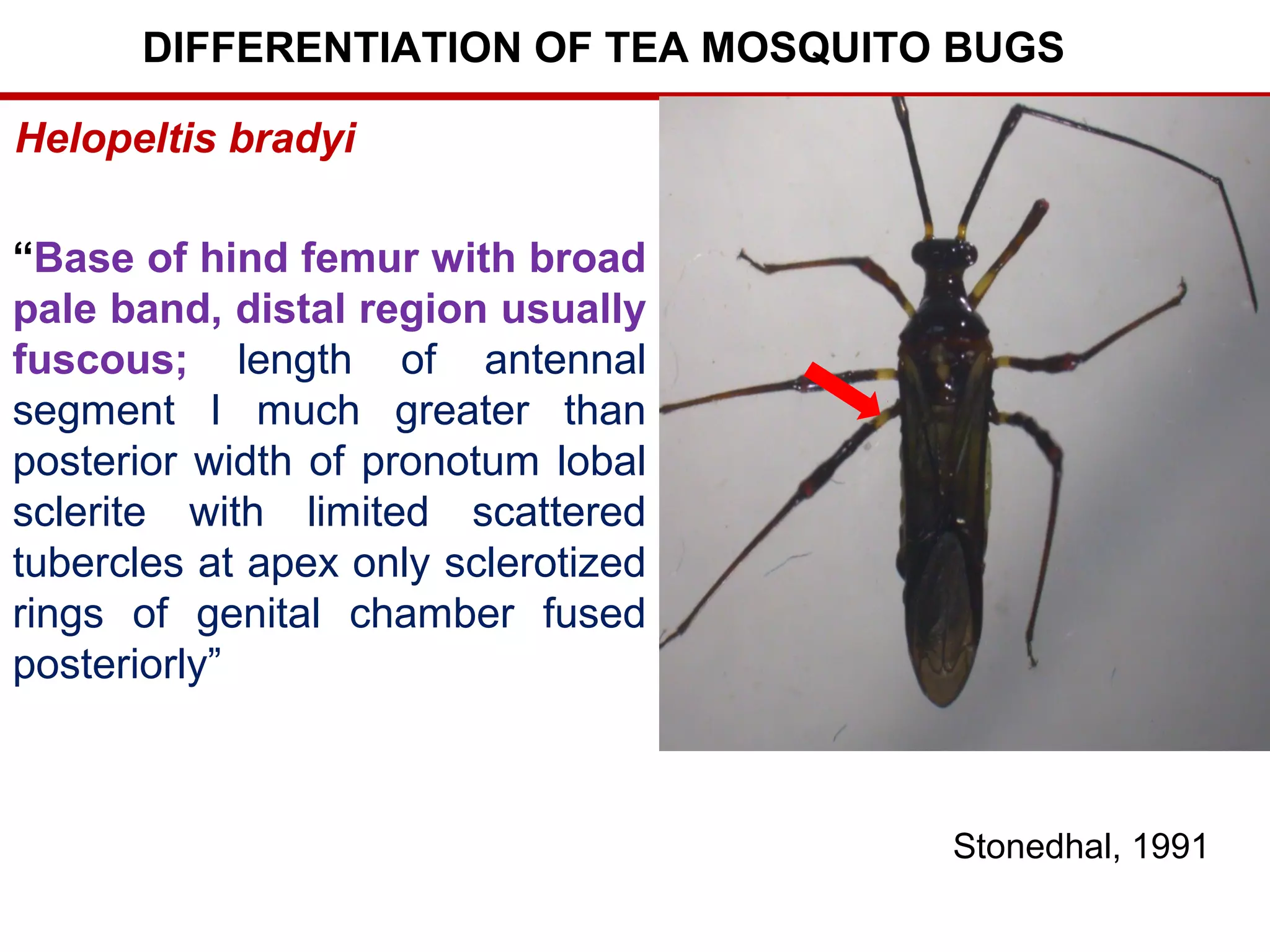 DIFFERENTIATION OF TEA MOSQUITO BUGS SSNAIK TNAU | PPT