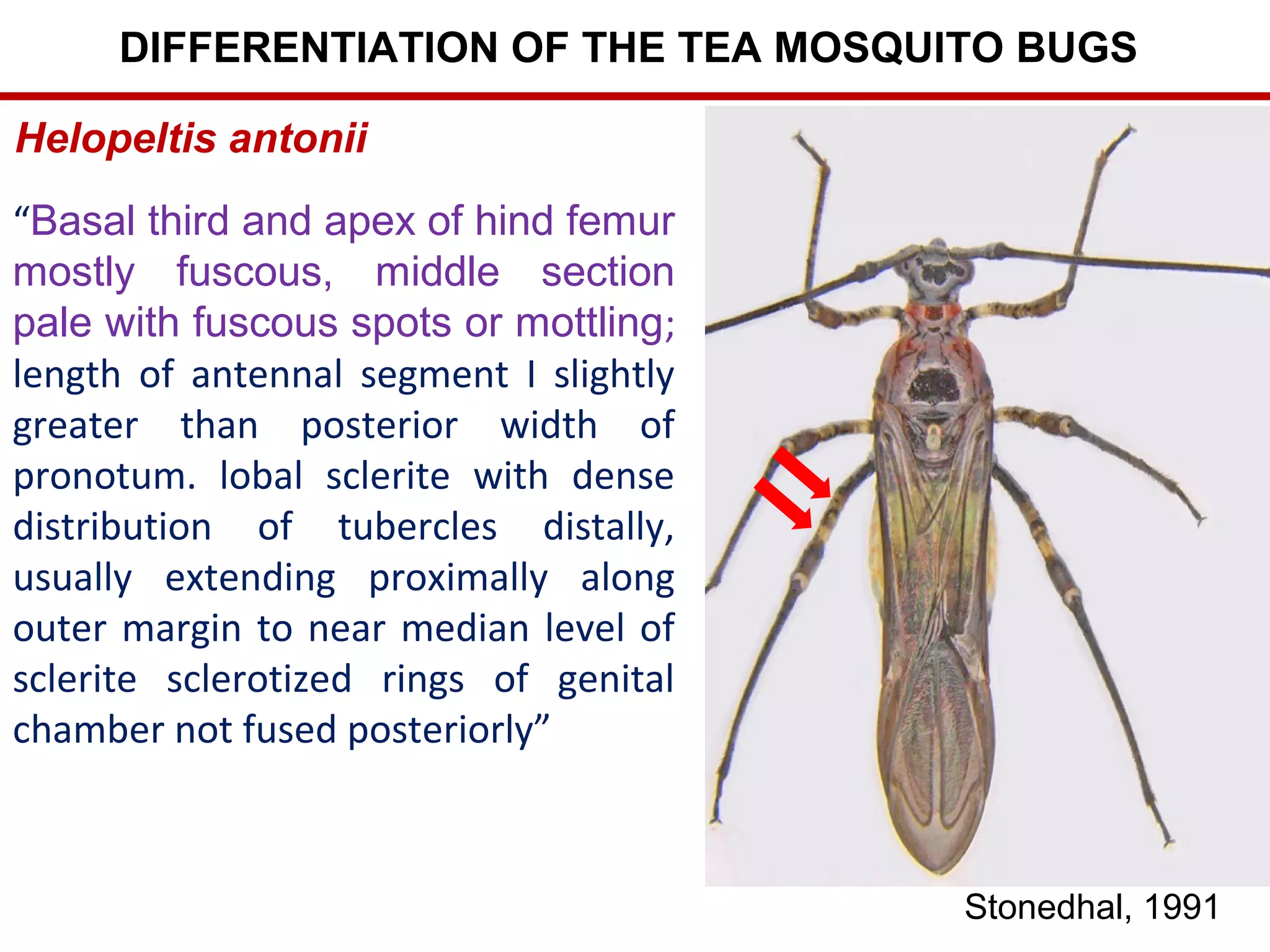 DIFFERENTIATION OF TEA MOSQUITO BUGS SSNAIK TNAU | PPT