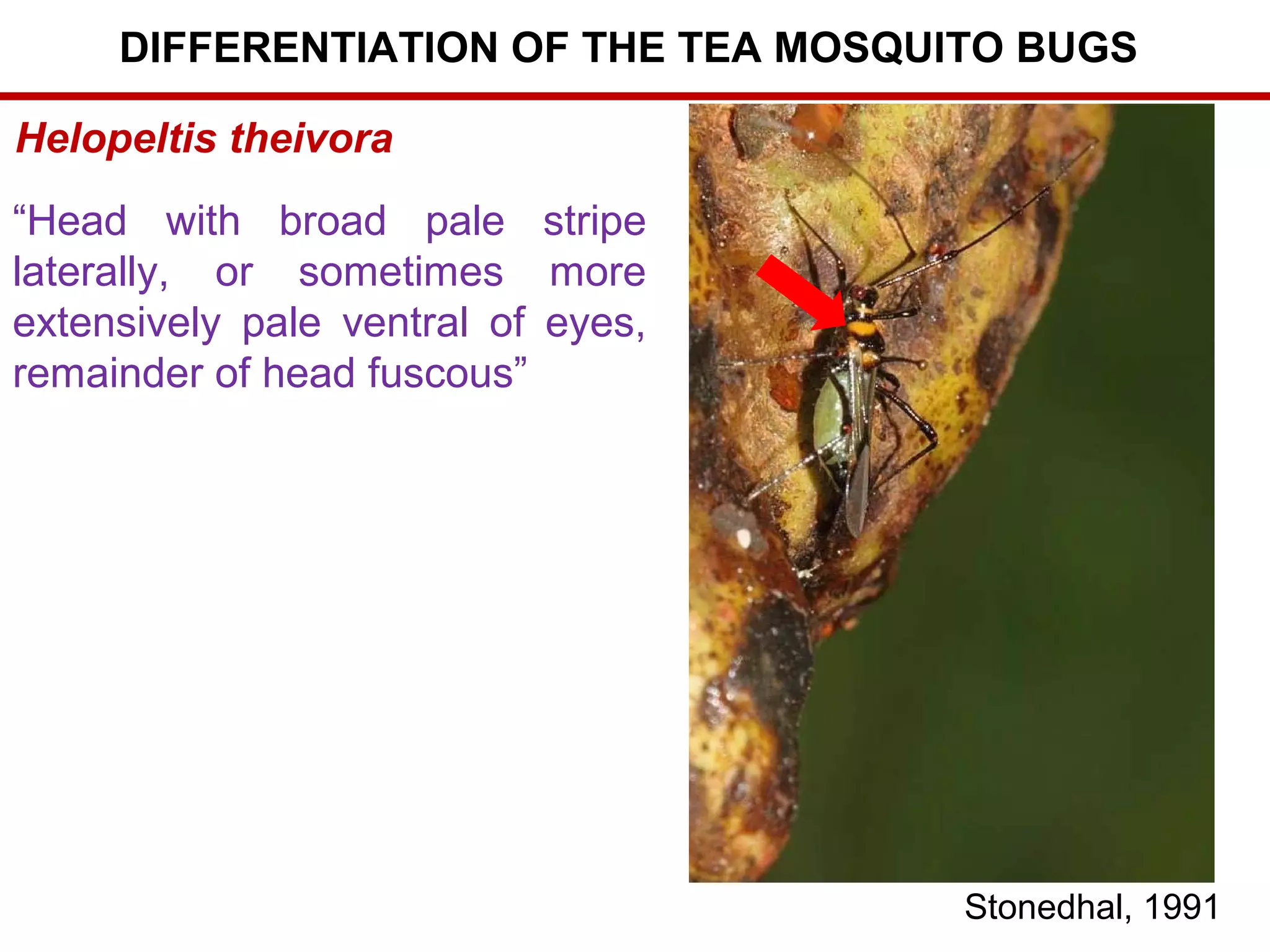 DIFFERENTIATION OF TEA MOSQUITO BUGS SSNAIK TNAU | PPT