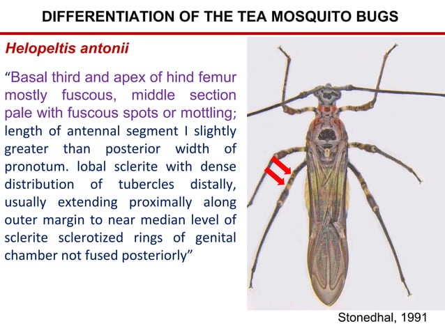 DIFFERENTIATION OF TEA MOSQUITO BUGS SSNAIK TNAU | PPT