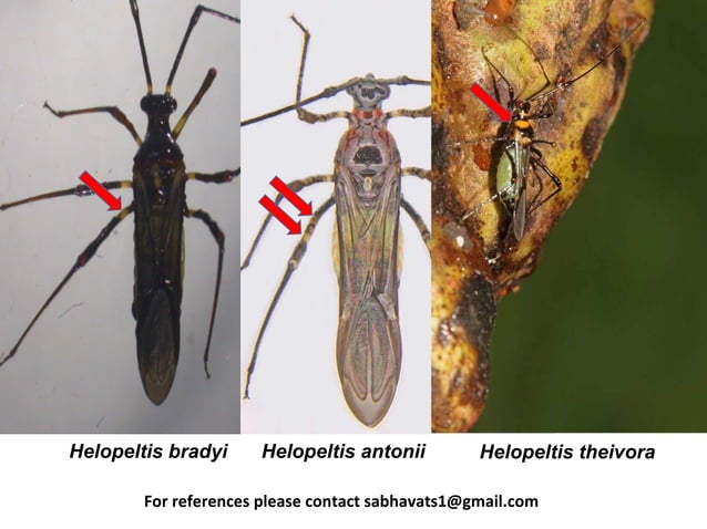 DIFFERENTIATION OF TEA MOSQUITO BUGS SSNAIK TNAU | PPT