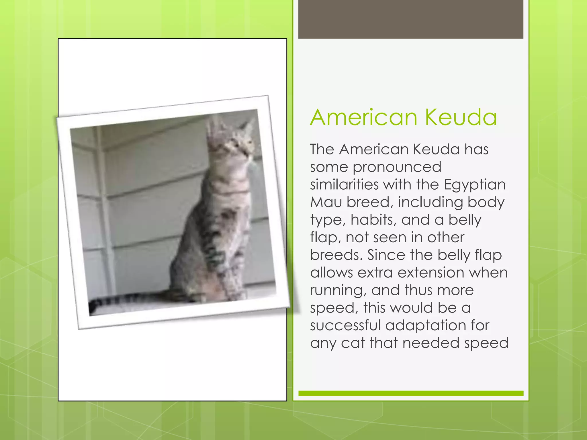 Different Kinds of Cats | PPTX