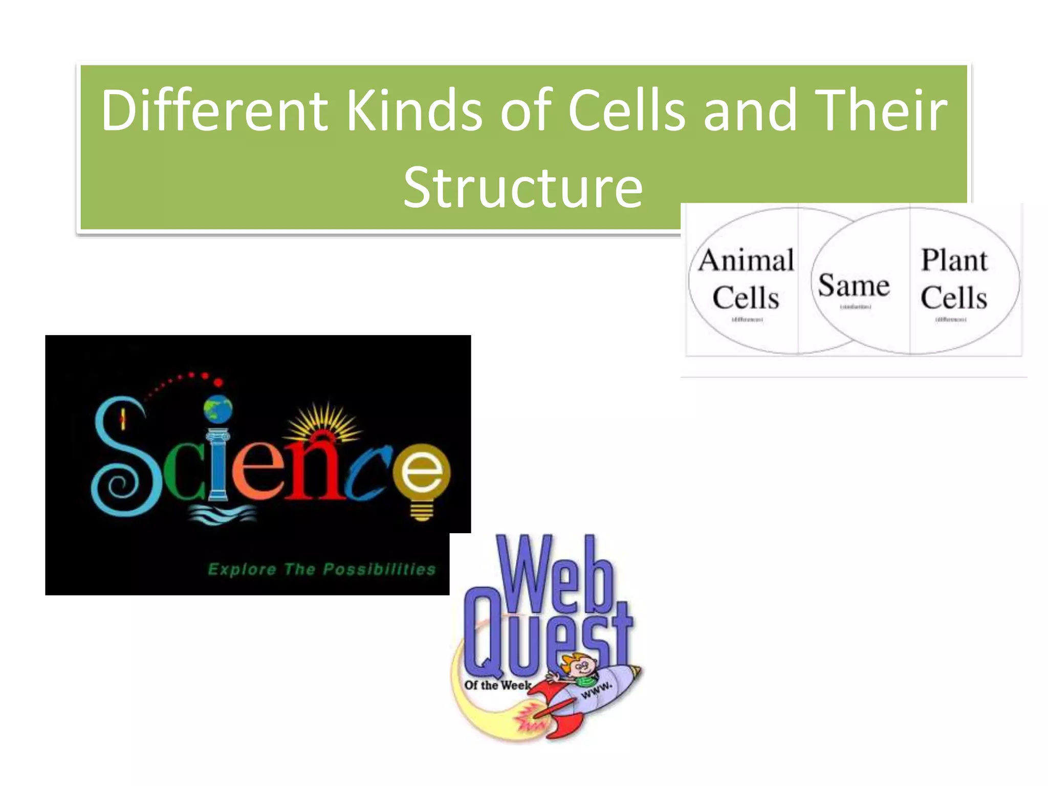Different kinds of cells web quest | PPTX