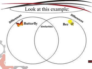 Graphic Organizer For Bees