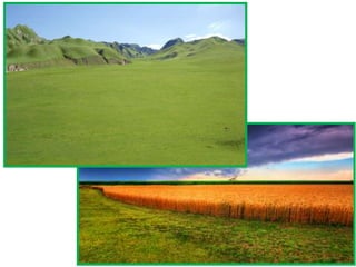 Different Landforms | PPTX