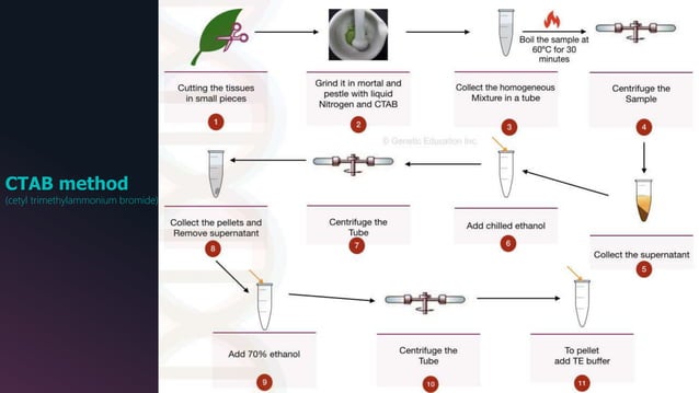 Different methods of DNA isolation | PPTX | Chemistry | Science